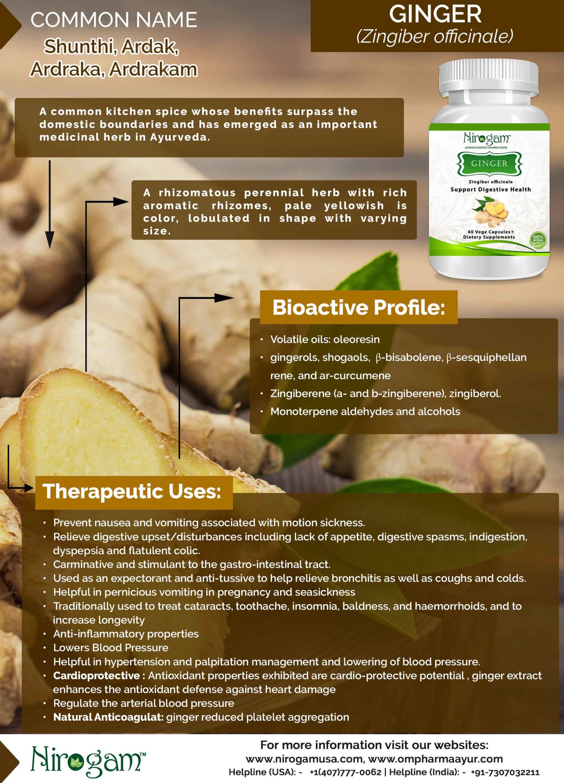 ginger-infographic – Om Pharma Ayur